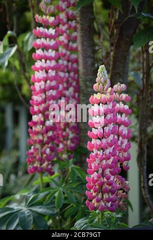 Towers of lupin flowers in a garden with trees and blue sky background ...
