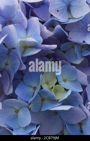 Soft blue Hydrangea Stock Photo - Alamy