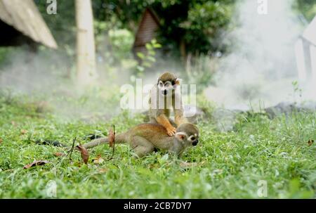 Shanghai. 11th Aug, 2020. A squirrel monkey plays in the water mist at ...