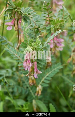 Vicia pannonica pink flowers and fresh seed pods Stock Photo - Alamy
