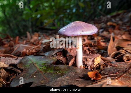 Spotted Cort or Viscid Violet Cort (Cortinarius iodes) - Pisgah ...