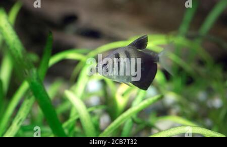 Freshwater aquarium fish, Gymnocorymbus ternetzi. Ternetia, white tetra ...