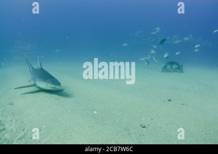 Bull Shark (Carcharhinus leucas). reefs of the Sea of Cortez, Pacific ...