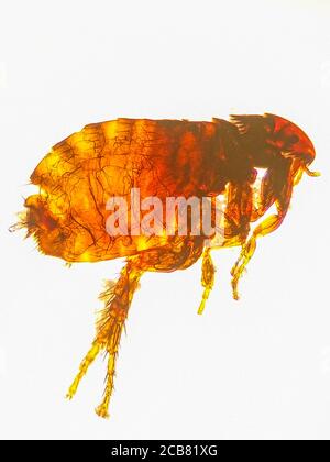 Cat flea (Ctenocephalides felis), microscope image, darkfield and phase ...