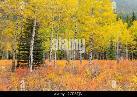Autumn aspens and dwarf birch, Kananaskis Country, Alberta, Canada ...