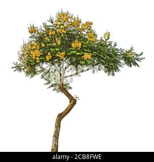Accacia tree isolated on white background Stock Photo - Alamy