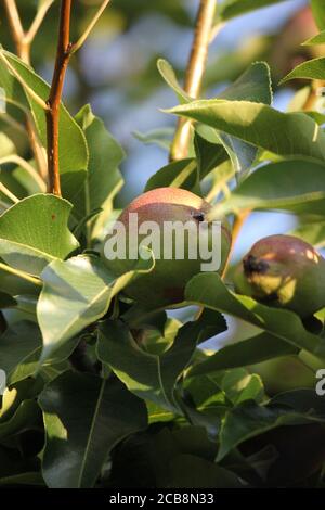 Backyard urban garden in of a luscious pear fruit tree Stock Photo - Alamy