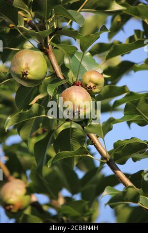 Backyard urban garden in of a luscious pear fruit tree Stock Photo - Alamy
