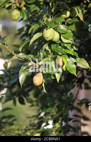 Backyard urban garden in of a luscious pear fruit tree Stock Photo - Alamy