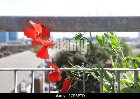 Sweet Peas growing on a living willow archway at RHS Harlow Carr ...