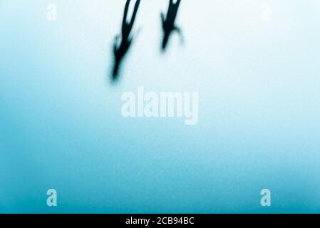 Diffuse shadows of a couple of people projected on a smooth and empty ...