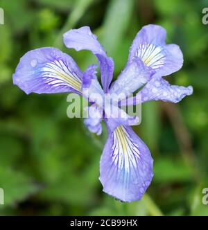 A closeup of purple iris flowers covered with water droplets growing ...