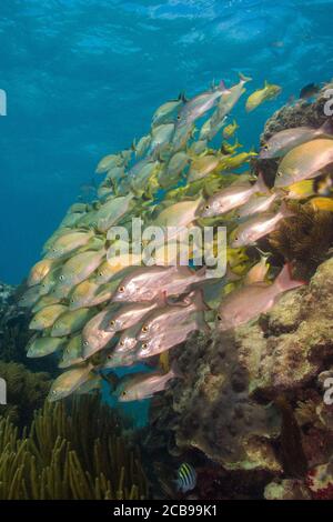 School of grunts and snapper from the coral reefs of the mesoamerican ...
