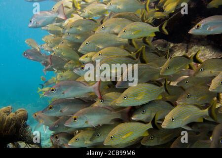 Fish from the reefs of the Mexican Caribbean. Riviera maya, Quintana ...