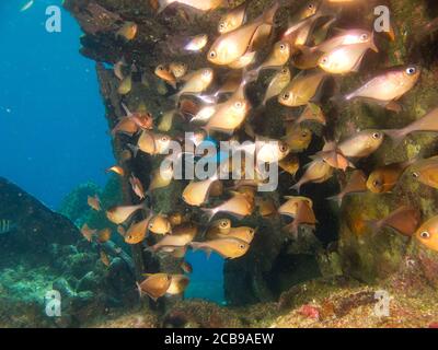 Fish from the reefs of the Mexican Caribbean. Riviera maya, Quintana ...