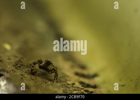 Small spider walking on flower leaf Stock Photo - Alamy