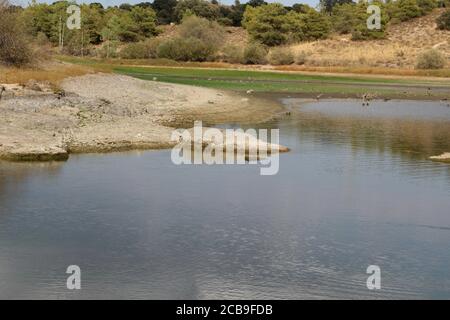 Swamp area with little water and dry trunks of small trees Stock Photo ...