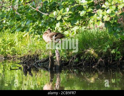A group of ducklings hiding in the grass Stock Photo - Alamy