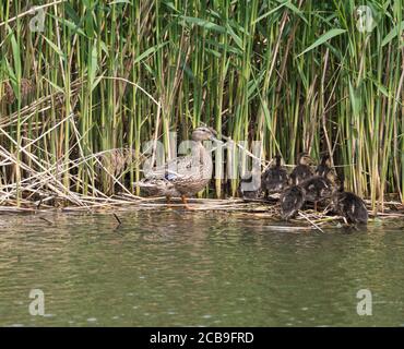 Female duck and ducklings hiding on shore of pothole Stock Photo - Alamy