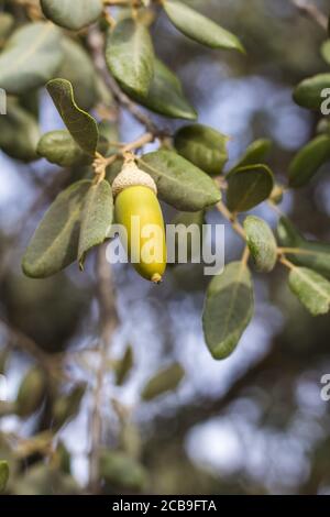 Pyrenean Oak (Quercus pyrenaica), branches against blue sky Stock Photo ...
