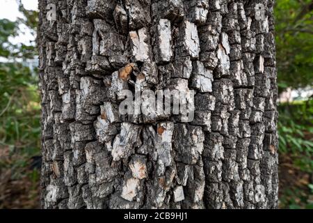 Close-up of bark of american persimmon tree or Diospyros virginiana ...