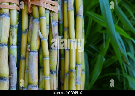 bundle of sugarcane plant just harvested Stock Photo - Alamy
