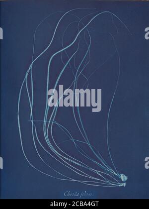 Dead man's rope, Chorda filum 1, and kelp or oarweed, Laminaria ...