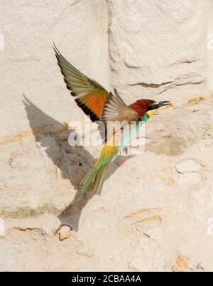 European bee eater in flight, Algarve, Portugal Stock Photo - Alamy