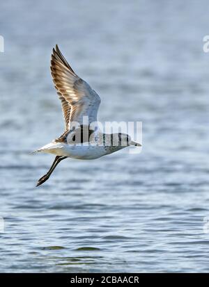Grey Plover in flight Stock Photo - Alamy