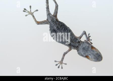Dead Gecko (Tarentola mauritanica Stock Photo - Alamy