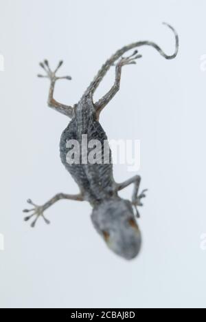 Dead Gecko (Tarentola mauritanica Stock Photo - Alamy