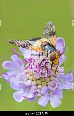 Female Great pied hoverfly (Volucella pellucens), a parasite of wasp ...