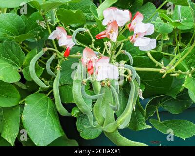 Red and white flowers and developing beans on a dwarf runner bean plant ...