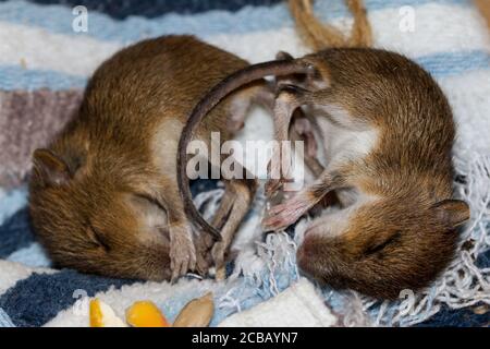 Tails and paws of cute small mice babies. Closeup image Stock Photo - Alamy