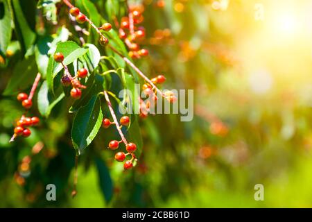 Small red black cherries ripen on the tree Stock Photo - Alamy