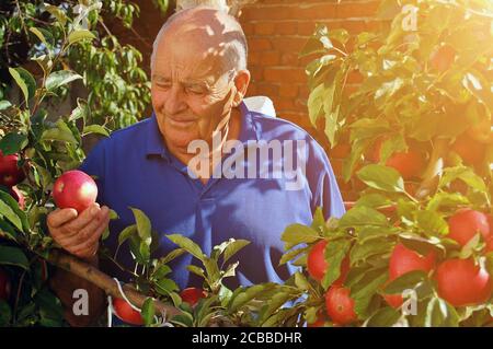 Senior grandfather man farmer growing lavender in blooming flowers ...