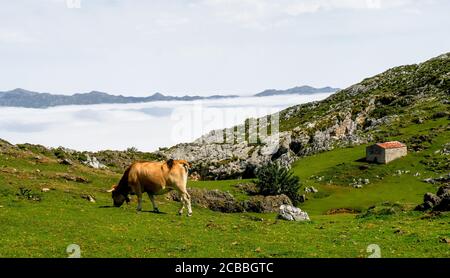 Cows in Llanes, Asturias, Spain Stock Photo - Alamy