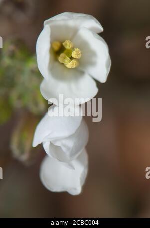 Flowers. Gallocanta Lagoon Natural Reserve. Aragon. Spain Stock Photo ...