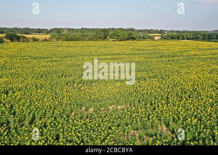 Aerial views of Sunflower field, Chesham, Bucks UK Stock Photo - Alamy