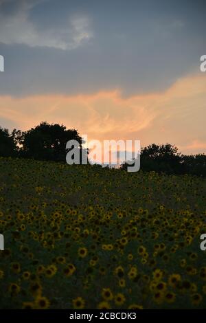 Sunflower field, early evening, late summer 2020 UK Stock Photo - Alamy