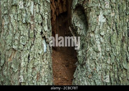 Rotting old Hollow Tree Stock Photo - Alamy