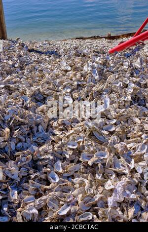 South Carolina Beach Oyster Shell Harvesting Stock Photo - Alamy