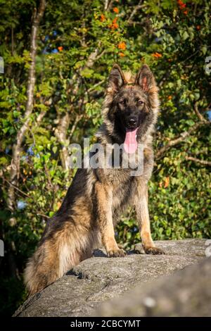 German shepherd standing on a rock on the beach by the sea Stock Photo ...