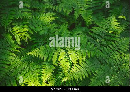 Green Fern Patterns in Dappled Light Stock Photo - Alamy