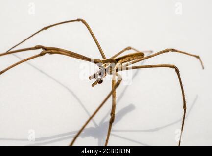 Rufous Net-Casting Spider 'Deinopis subrufa' Stock Photo - Alamy