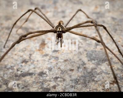 Rufous Net-casting Spider Stock Photo - Alamy