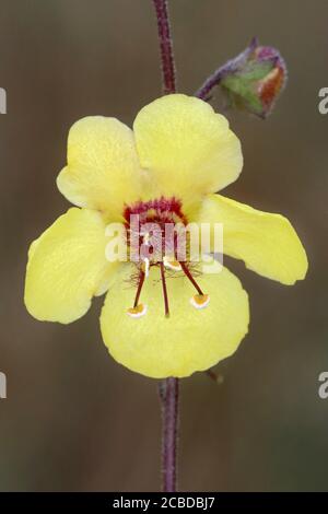 Verbascum blattaria, Moth Mullein. Wild plant photographed in the fall ...