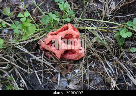 Clathrus ruber - Wild mushroom shot in the summer Stock Photo - Alamy
