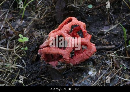 Clathrus ruber - Wild mushroom shot in the summer Stock Photo - Alamy