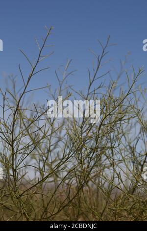 Needle like Linear foliage of Cheesebush, Ambrosia Salsola, Asteraceae ...